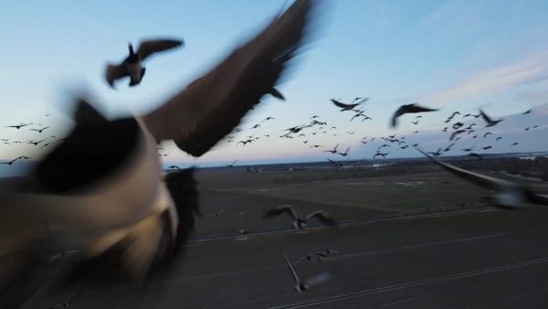 Goose Hunting With Drones Results In Crash With DJI Mavic