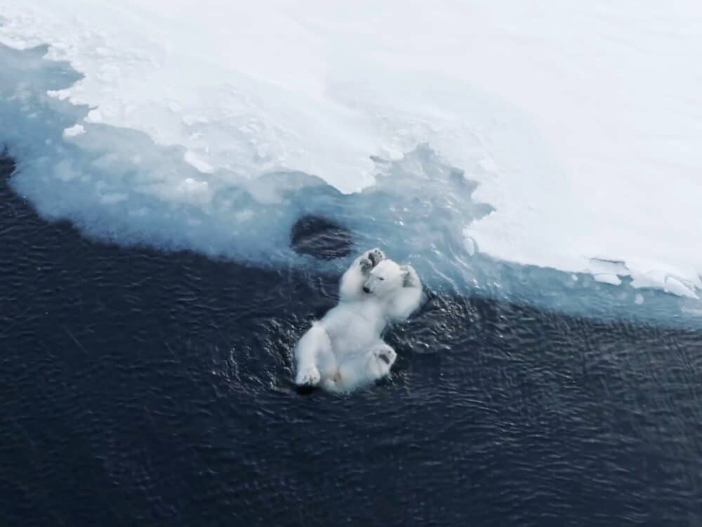 The Arctic's Voice: Florian Ledoux's Drone Photography