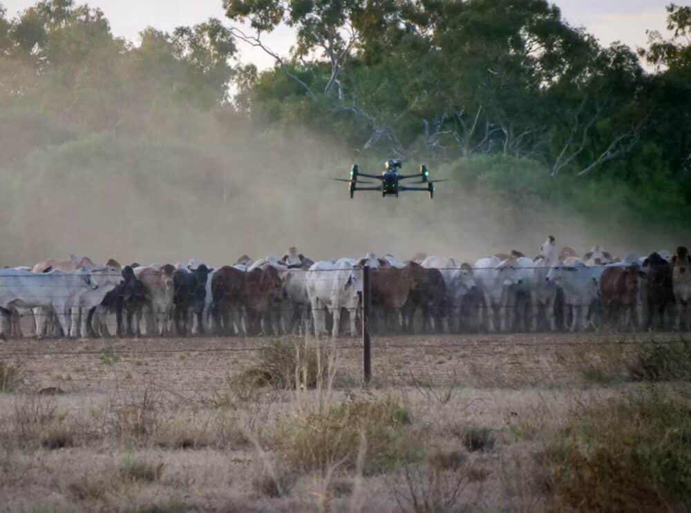 Drones Revolutionize Cattle Mustering At Beef Australia 2024