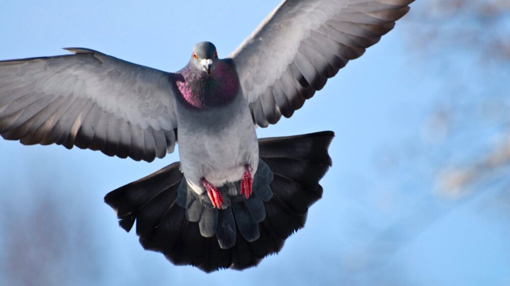 Revolutionary Drone Design Takes Flight: Scientists Successfully Mimic ...