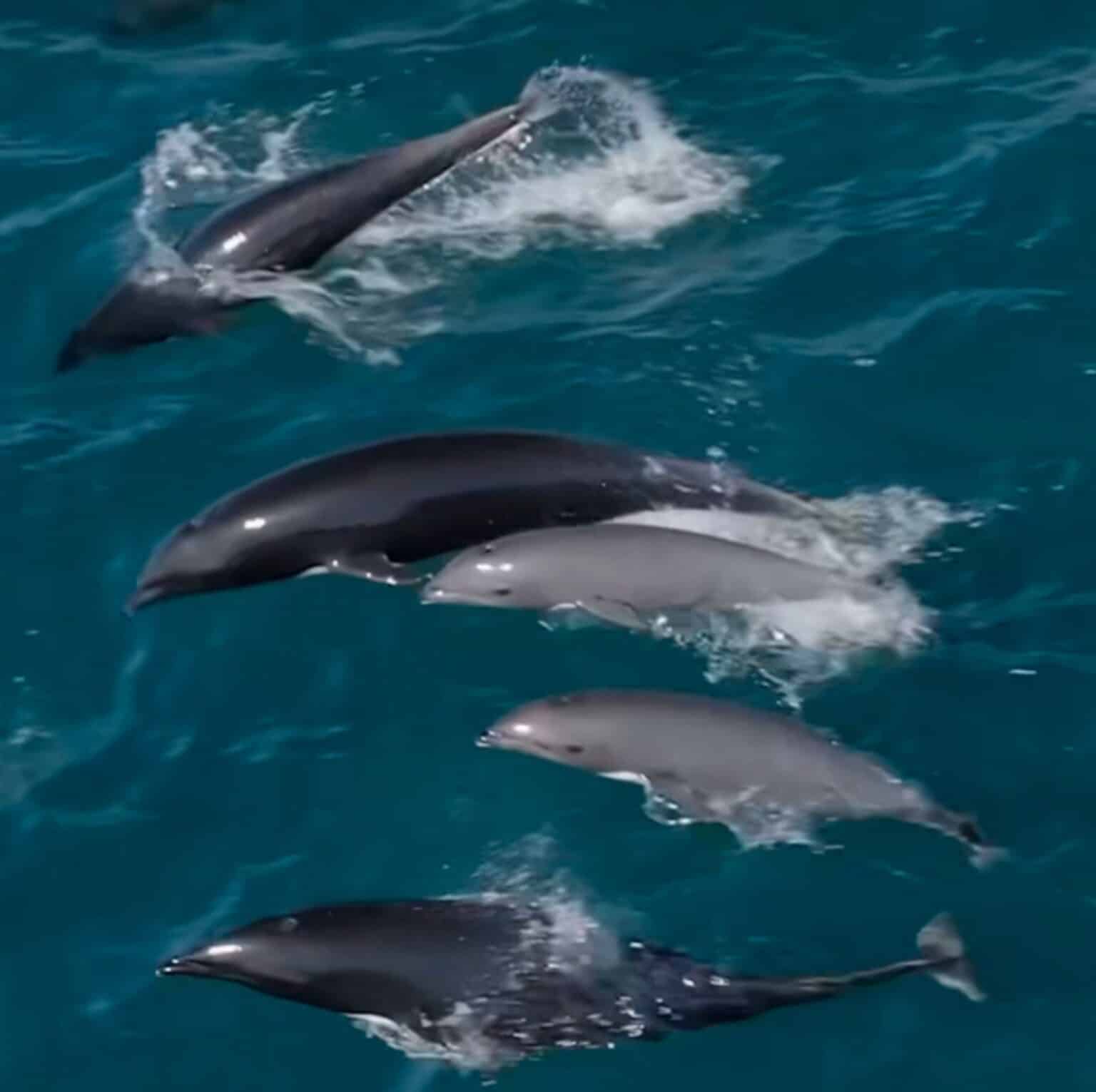 Drone Captures Rare Superpod Of Thousands Of Dolphins In Monterey Bay