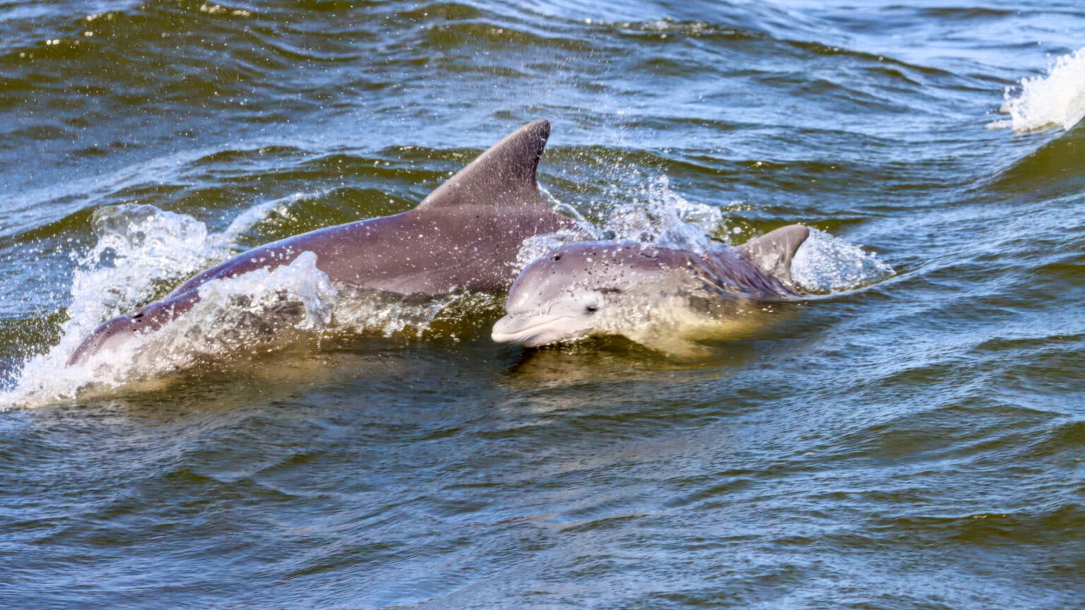 Mississippi SU Is Using Thermal Drones To Study Dolphins