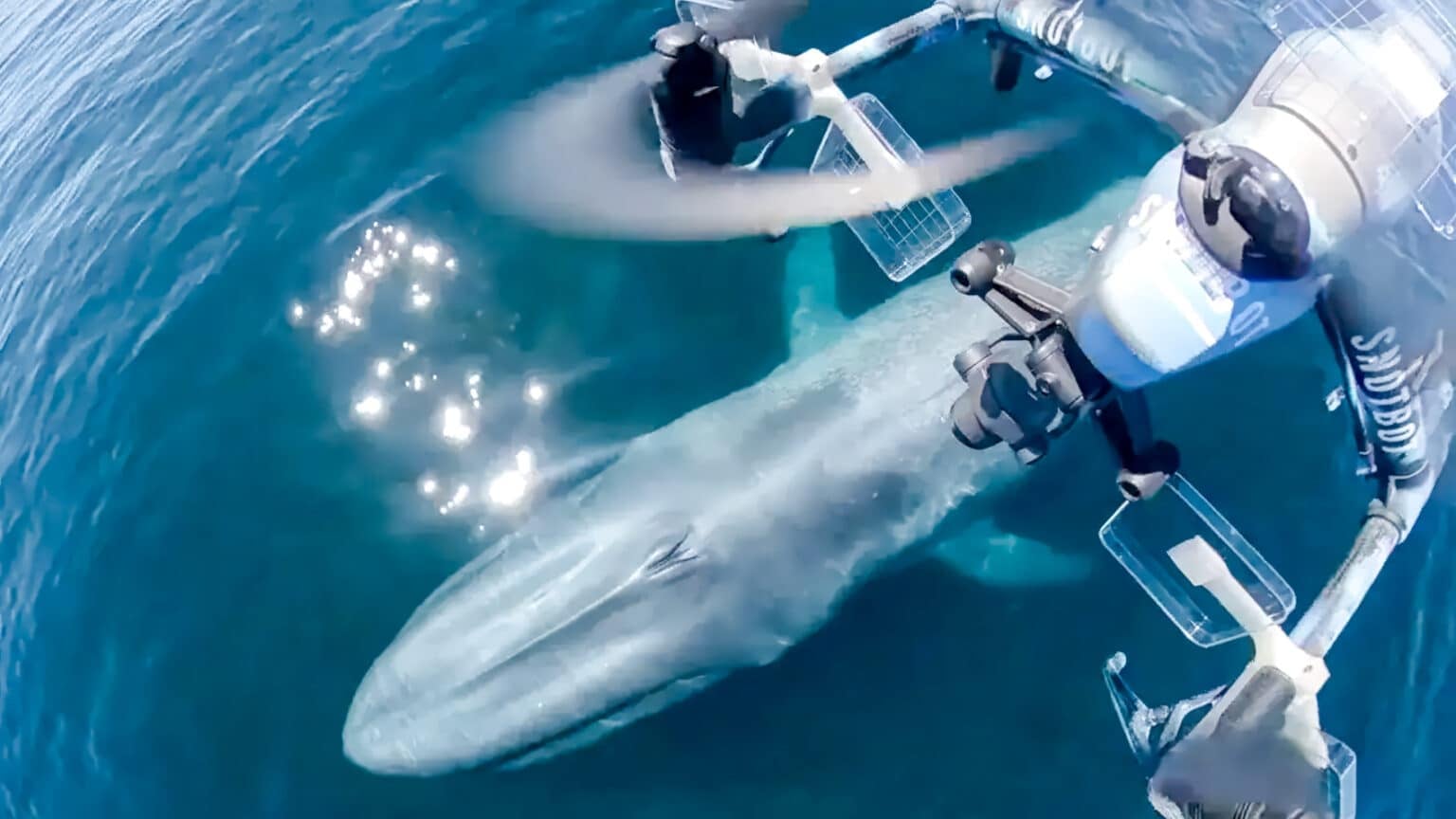 DJI Drones Give Scientists A New Look At Whales And Their Behavior