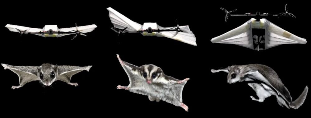 TU Delft's SquirrelDrone Morphs Its Whole Body To Fly, Ditching The ...
